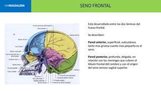 seno_frontal generalidades endoscopia.pptx
