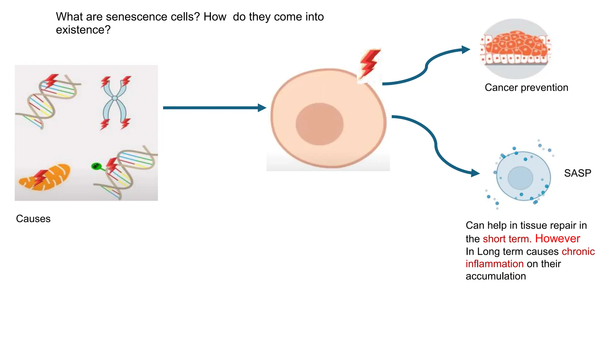 SEnolytics ppresentation.pptx on the drug discovery | PPTX | Biological ...
