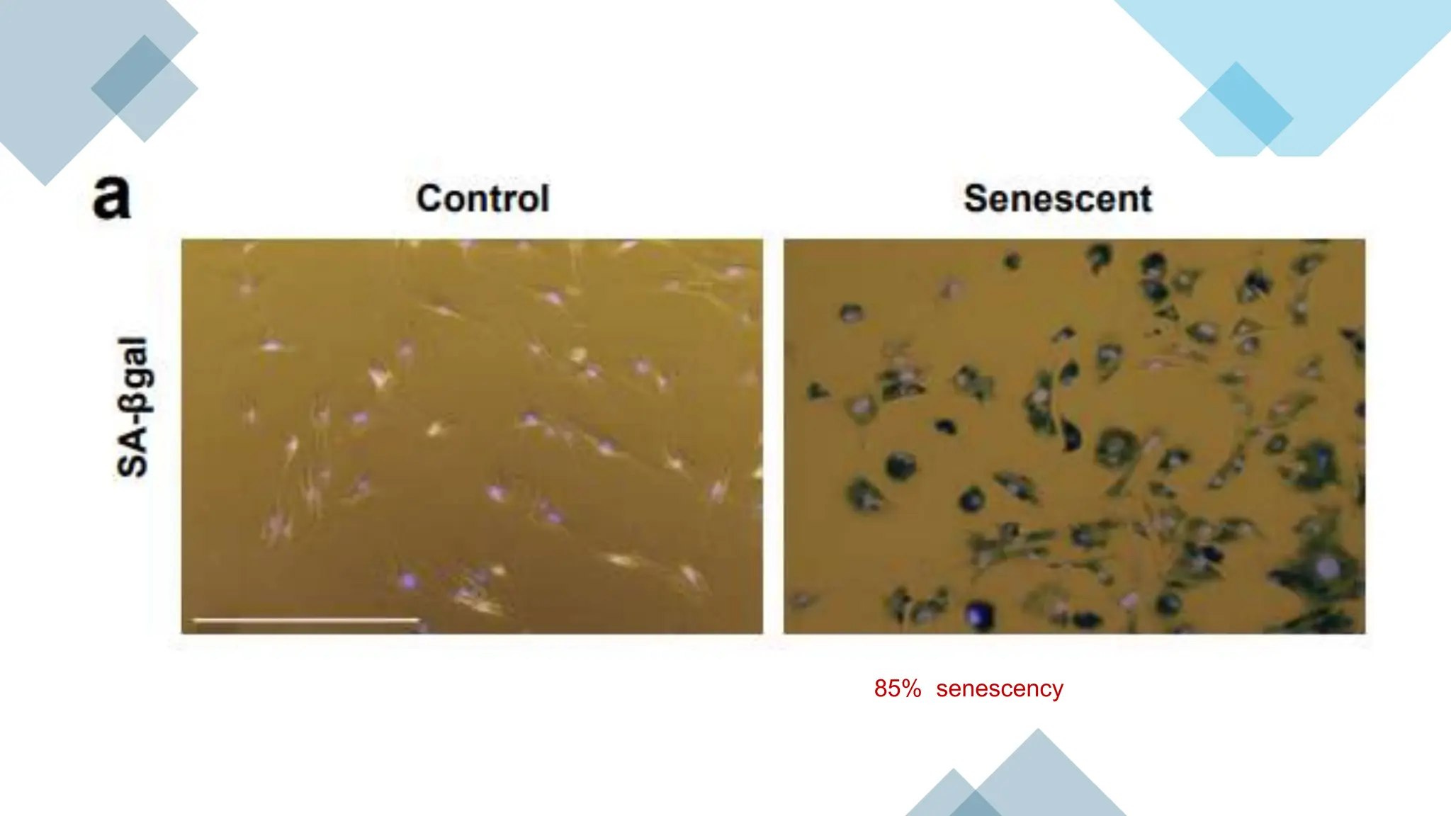 SEnolytics ppresentation.pptx on the drug discovery | PPTX | Biological ...