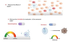 SEnolytics ppresentation.pptx on the drug discovery | PPTX
