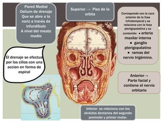 Anatomia Del Seno Maxilar