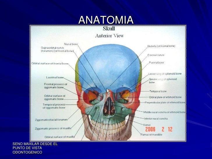 Seno maxilar desde el punto de vista odontogenico