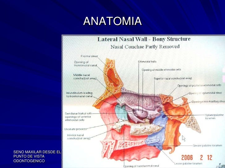 Seno maxilar: anatomía y estructura – tipos de senos paranasal – ICDK