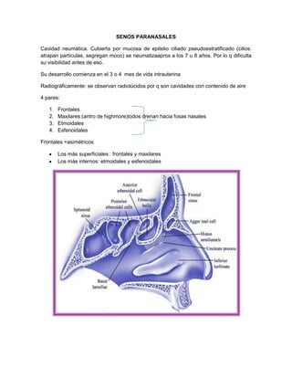 Seno paranasales | PDF