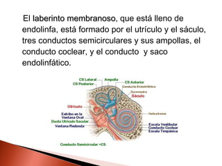Seno petroescamoso persistente | PPT