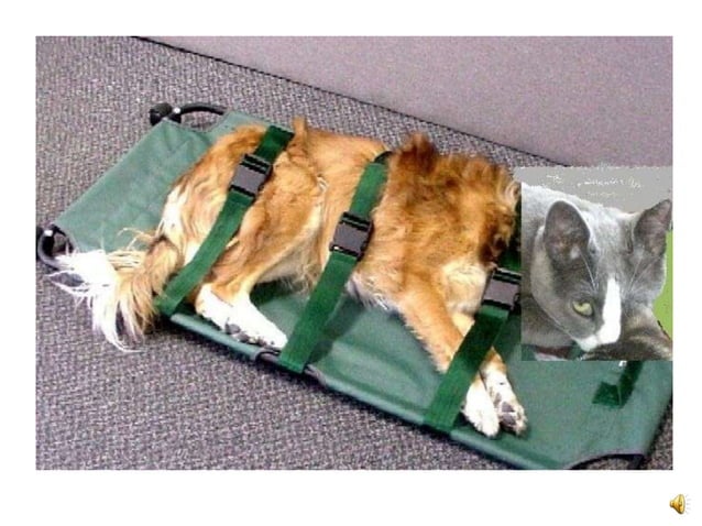 Senor don gato | PPT