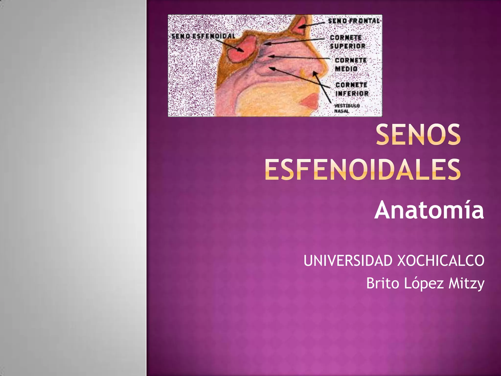 Senos esfenoidales anatomia | PPTX