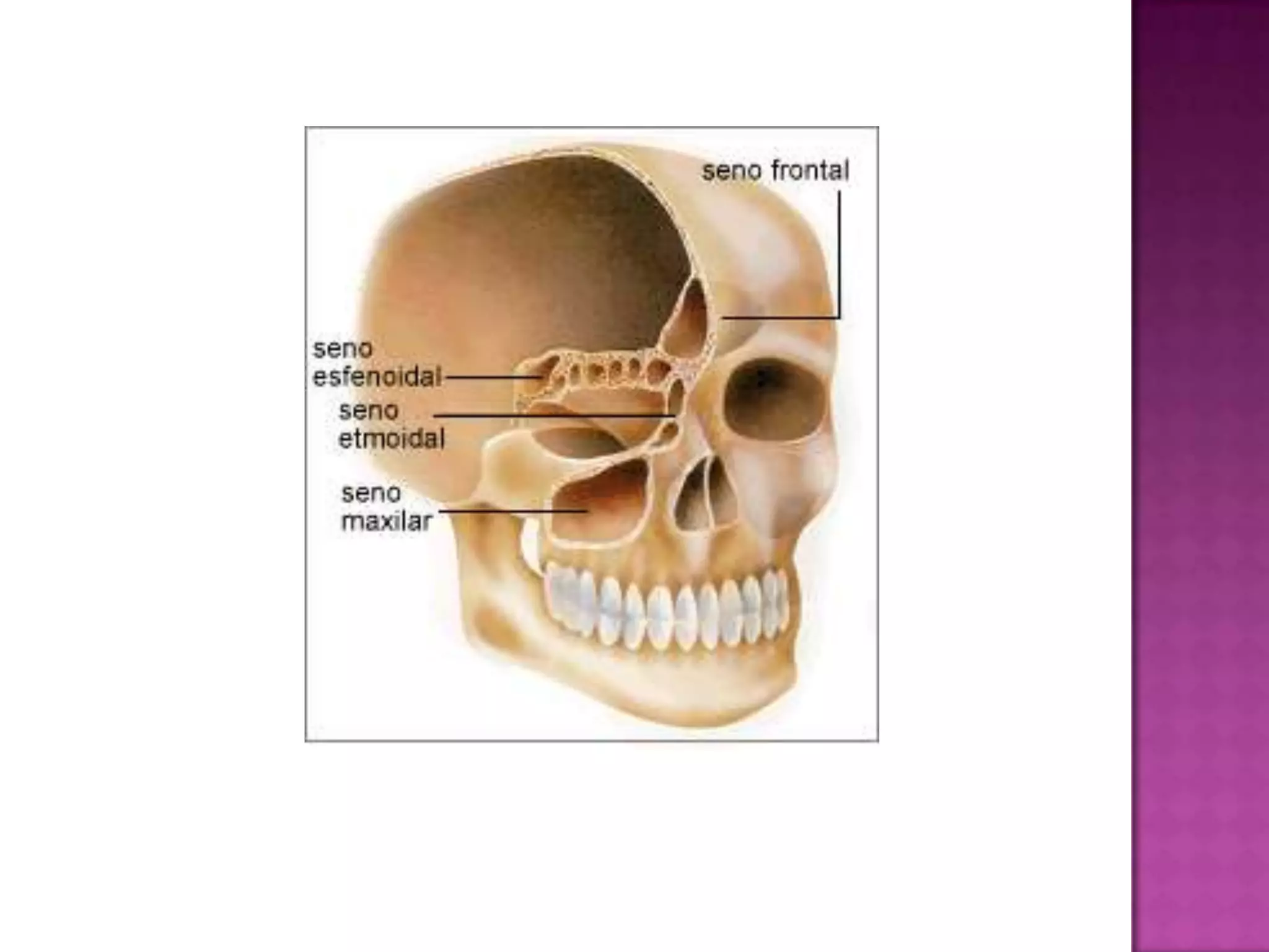 Senos esfenoidales anatomia | PPT