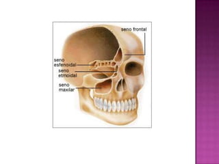 Senos esfenoidales anatomia | PPTX