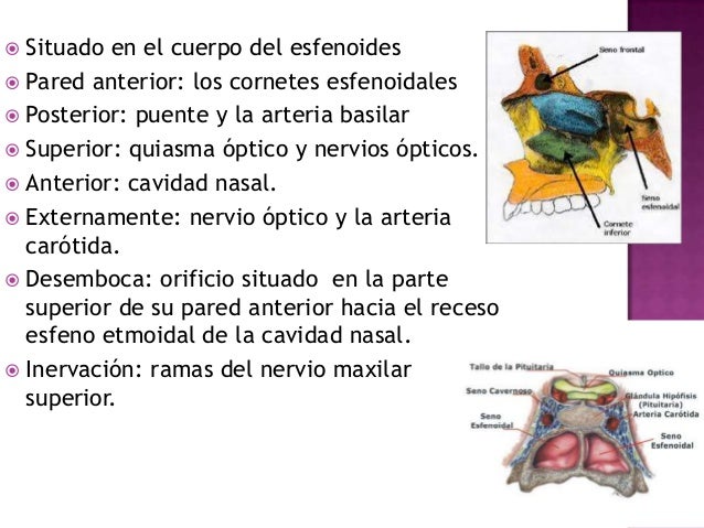 Senos esfenoidales anatomia