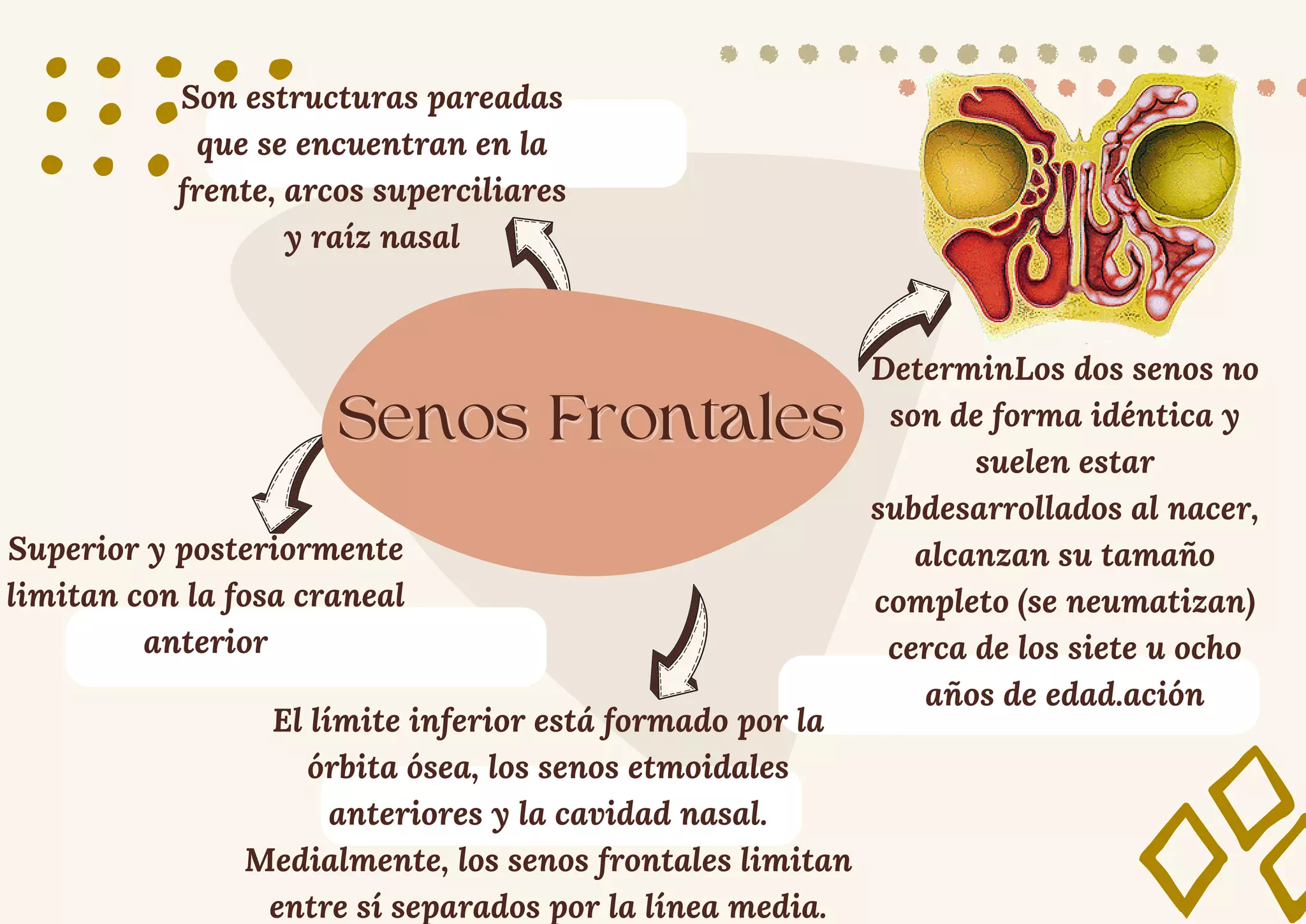 Senos Frontales.pdf