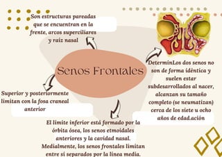 Senos Frontales.pdf