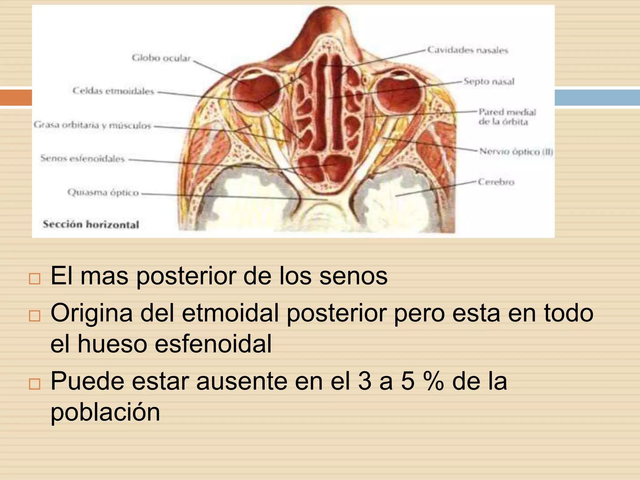 Senos paranasales | PPTX