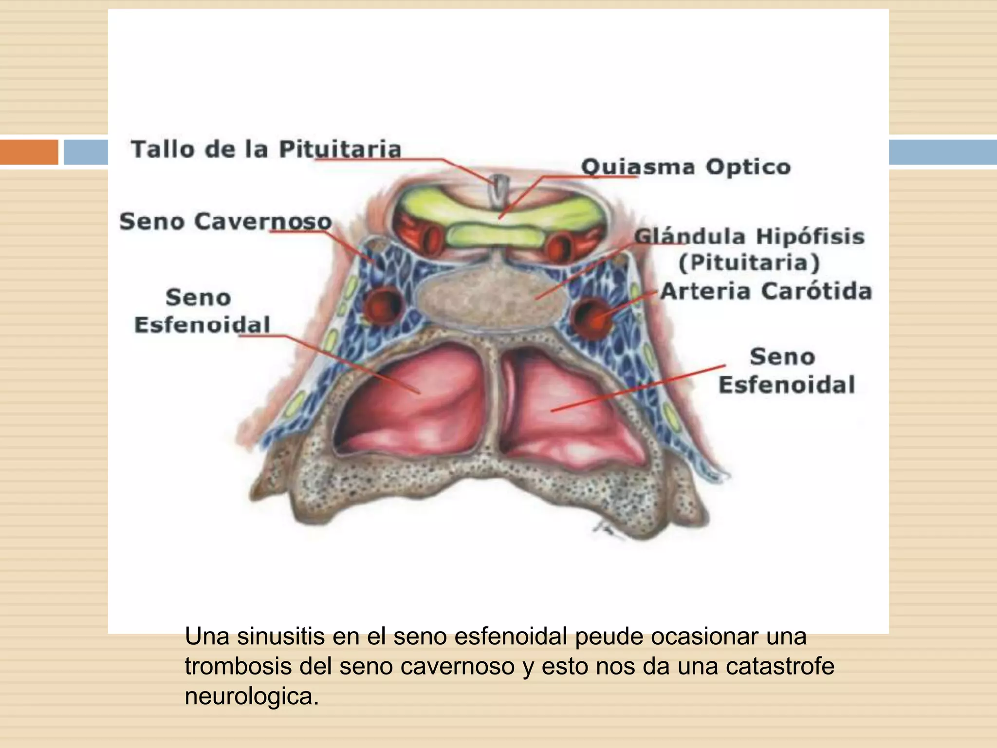 Senos paranasales | PPTX