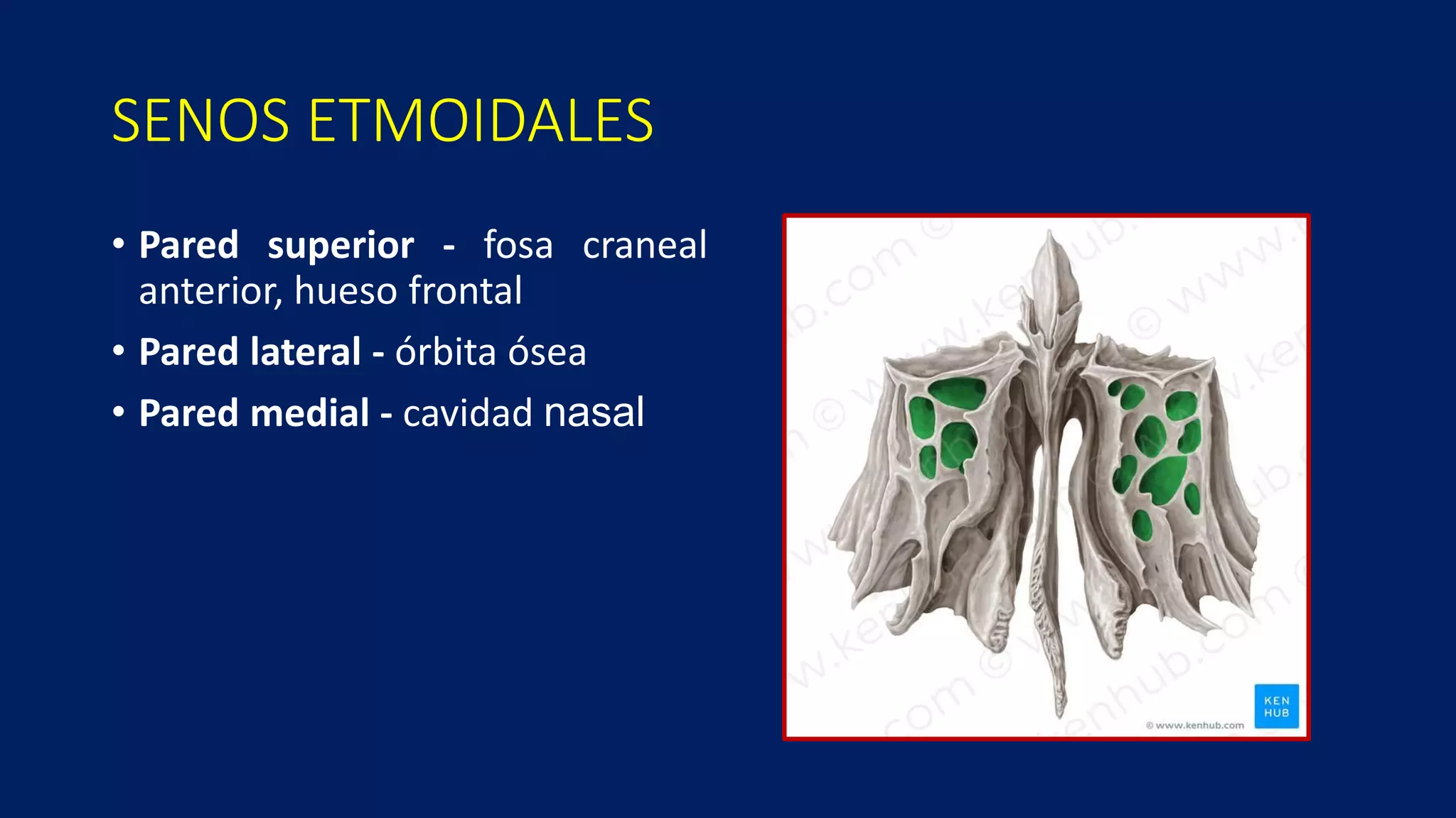 SENOS PARANASALES.pptx
