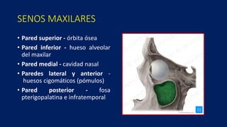 SENOS PARANASALES.pptx