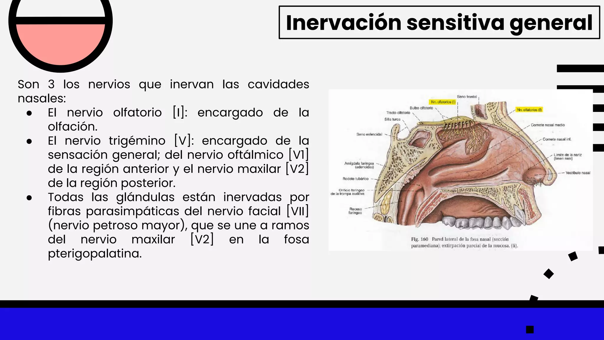 Senos paranasales y cavidad nasal | PDF