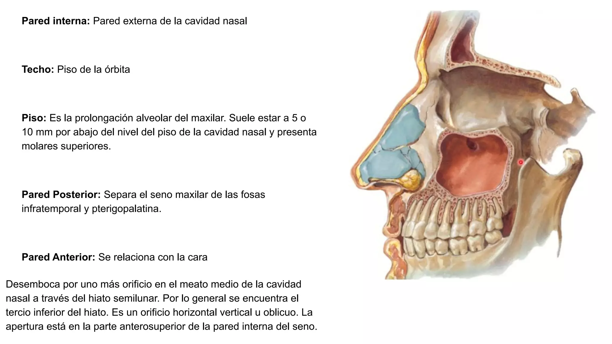 Senos paranasales y cavidad nasal | PDF