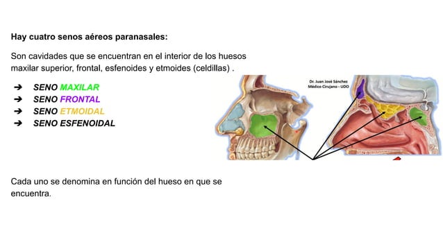 Senos paranasales y cavidad nasal | PDF