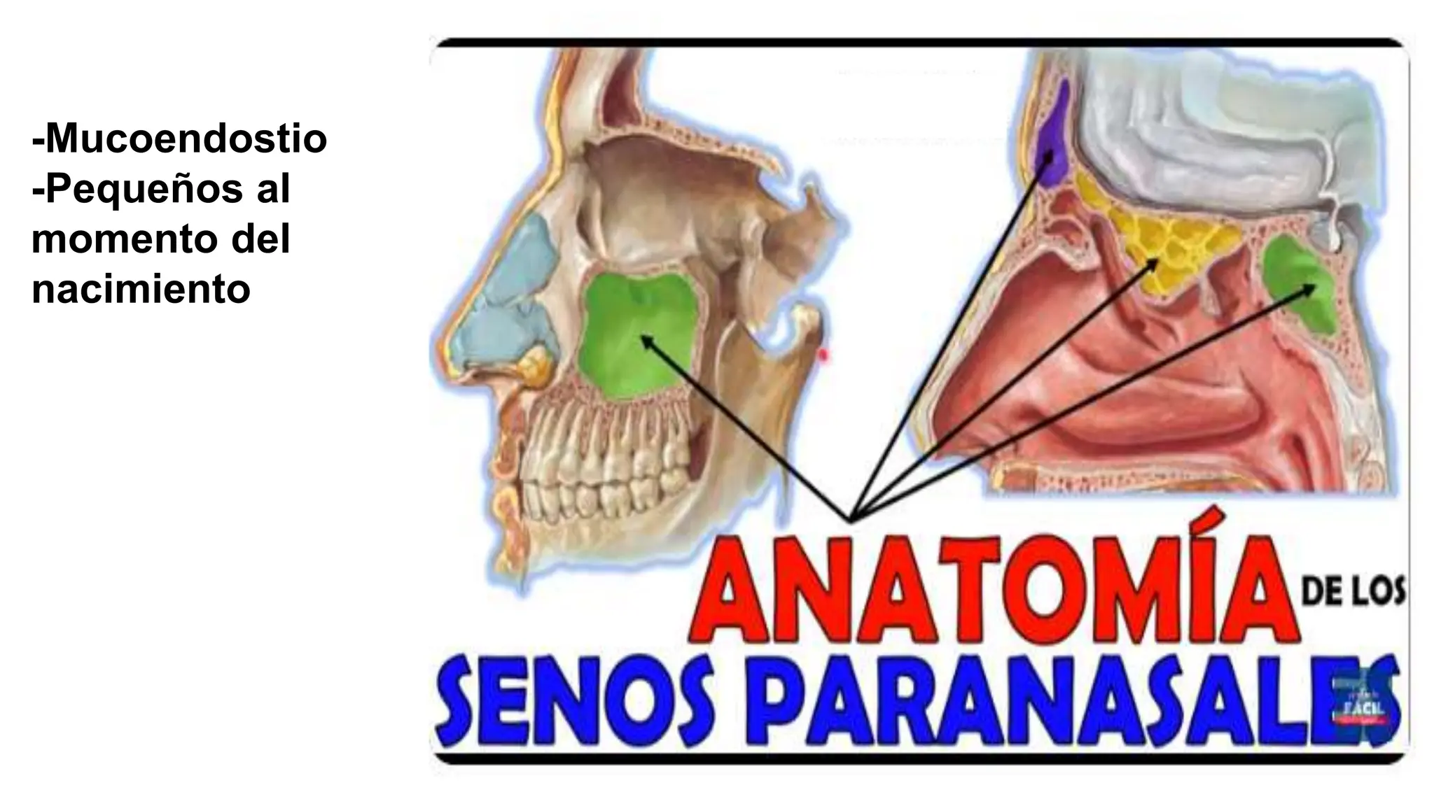 senos perinasales ANATOMIA, FISIologia, .pptx