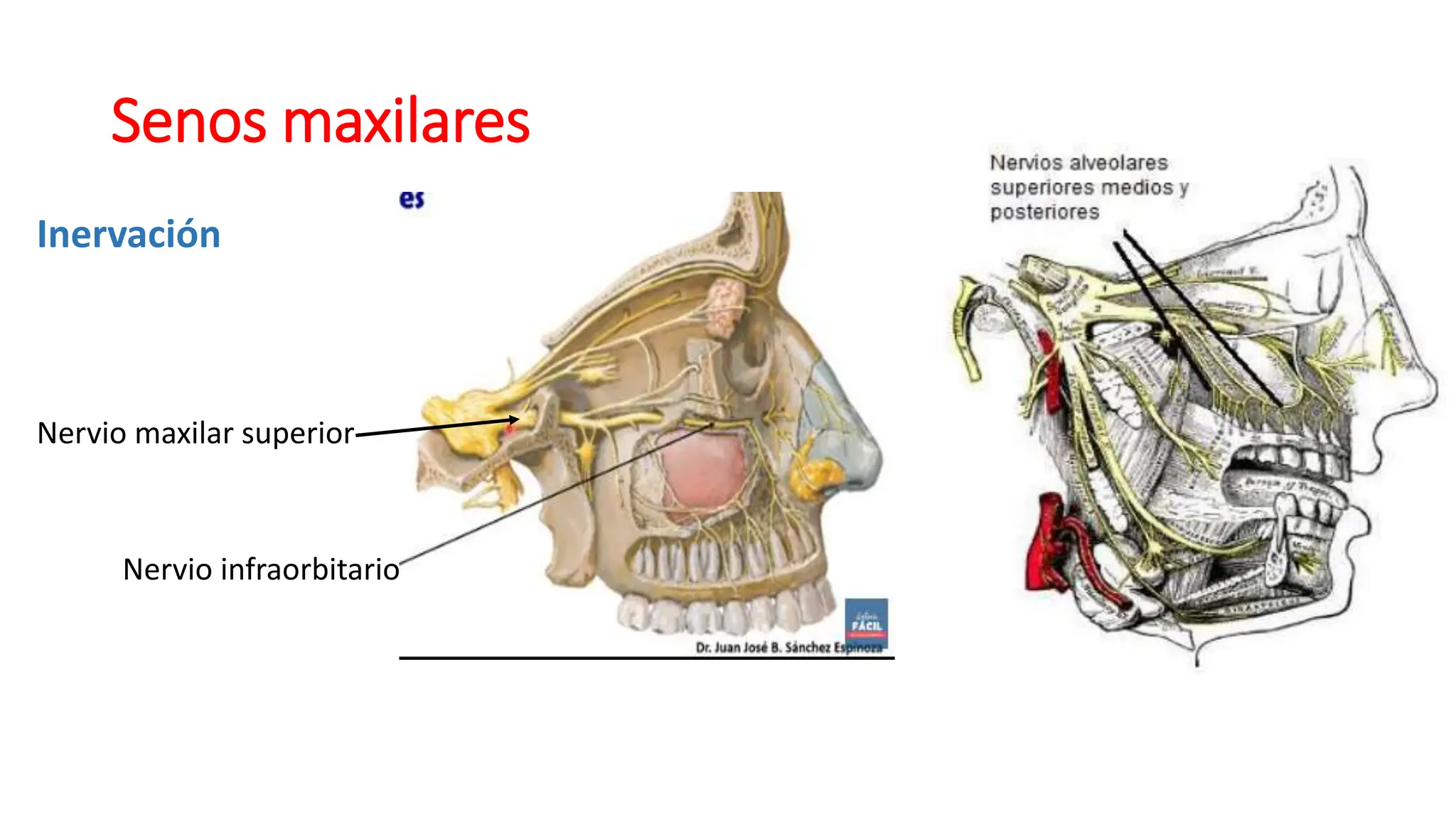 senos perinasales ANATOMIA, FISIologia, .pptx