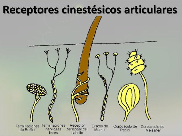 Sensación propioceptiva
