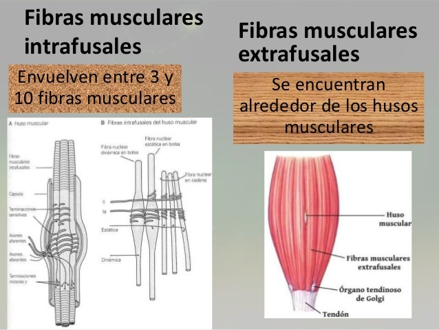 Sensación propioceptiva