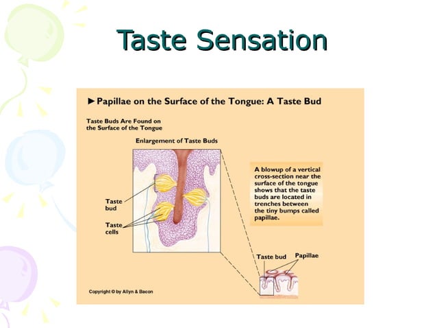 Sensation | PPT | Brain and Nervous System Disorders | Diseases and ...