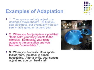 Sensory Adaptation Psychology