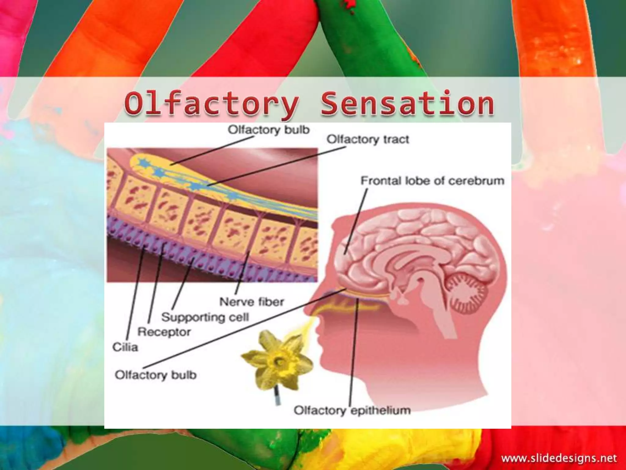 Sensation and Perception | PPTX