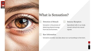 Sensation-and-Perception-Understanding-our-Senses.pptx