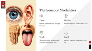 Sensation-and-Perception-Understanding-our-Senses.pptx