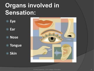 Sensation and Perception | PPSX