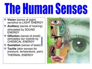 Sensation and perception | PPT