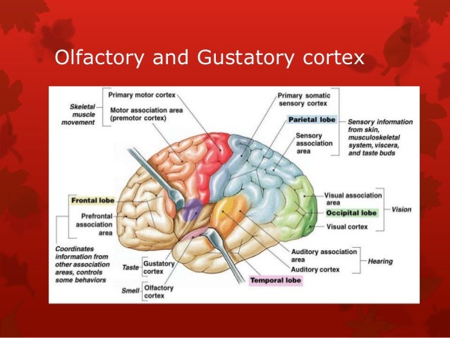 Sensation and perception