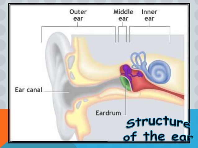 Sensation and Perception (psychology) | PPTX | Eye and Vision ...