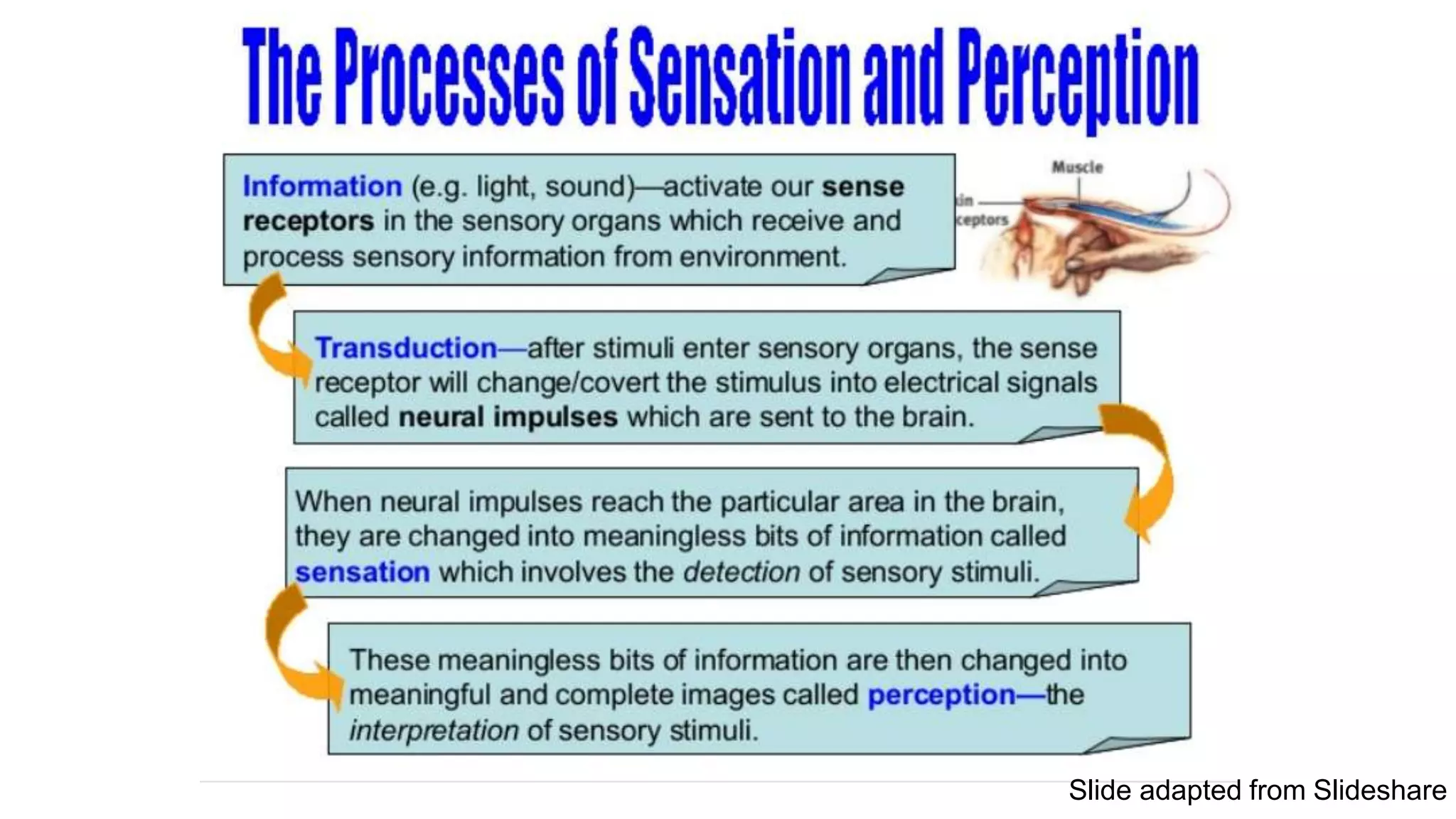Sensation and perception | PPT