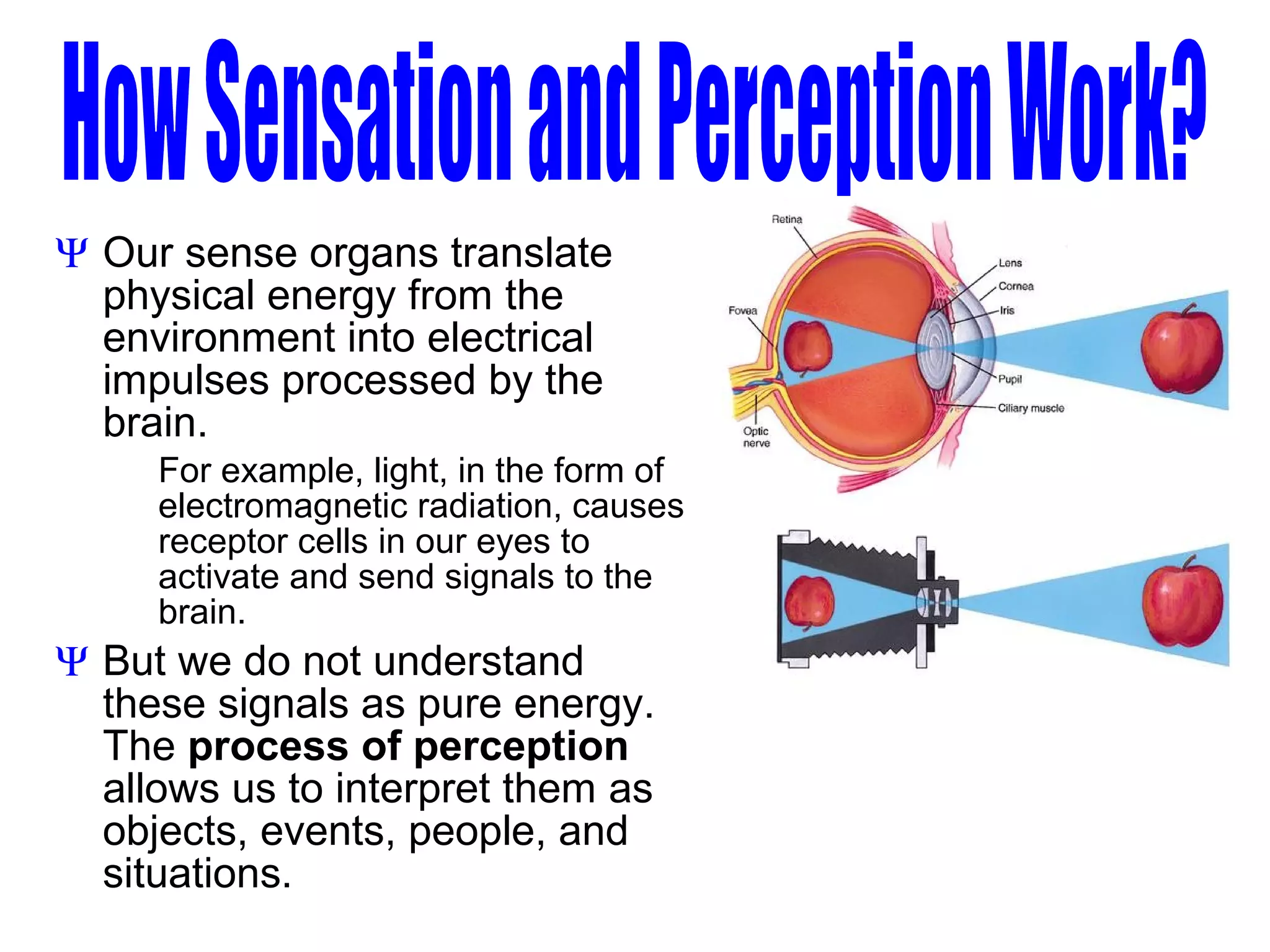 sensation and perception- | PDF
