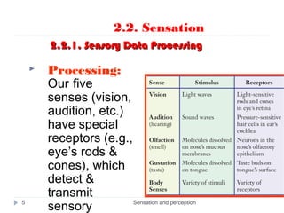 Sensation and perception | PPT