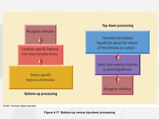 Bottom Up Processing Vs Top Down Processing