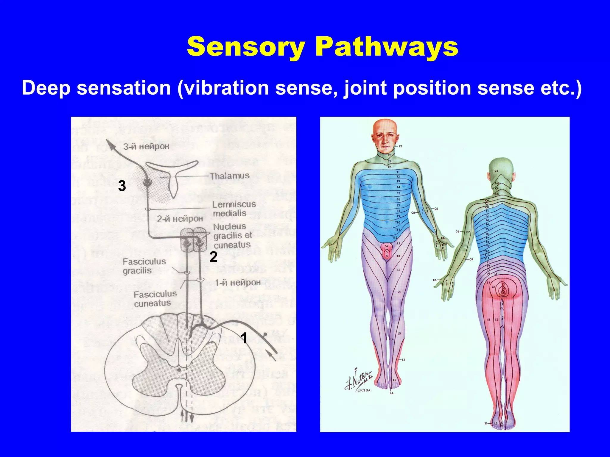 Sensation neurology | PPT