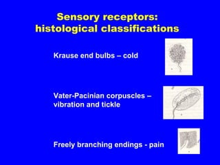 Sensation neurology | PPT