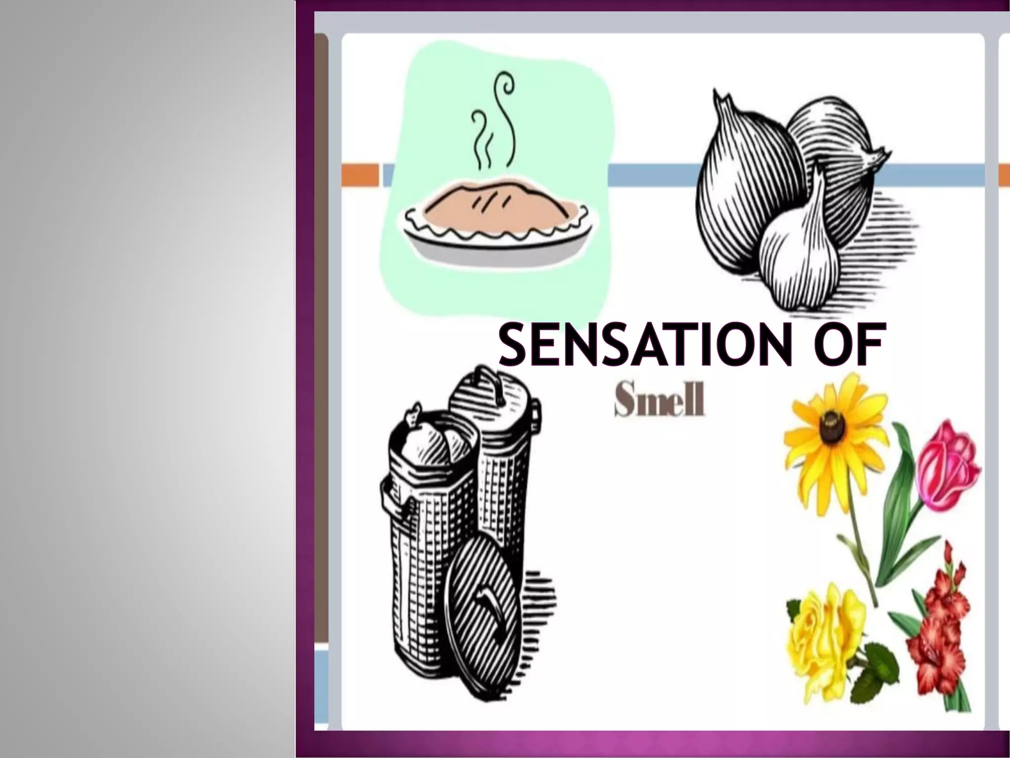 SENSATION OF SMELL.pdf