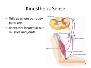 Kinesthetic Sense Diagram
