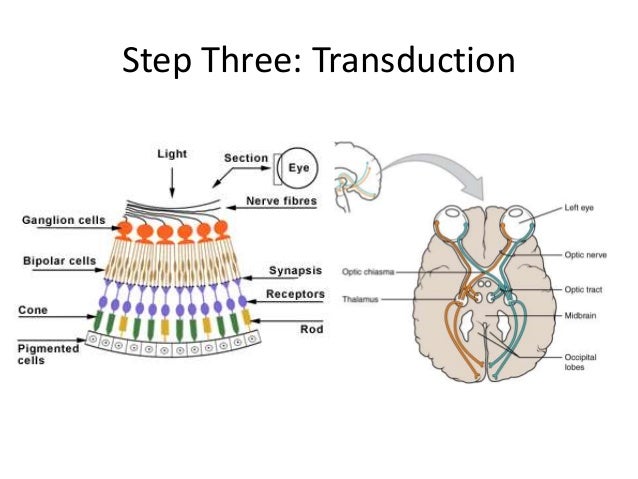 Sensation and Perception