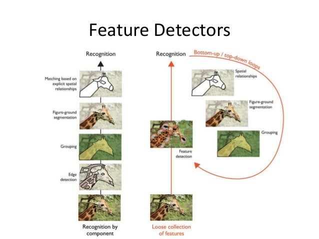 Sensation and Perception
