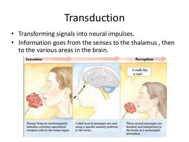 Sensation Perception 1