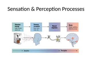 Sensation and Perception lecture slides | PPTX