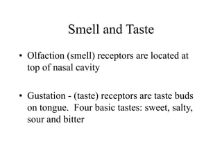 sensation_perception (3).ppt