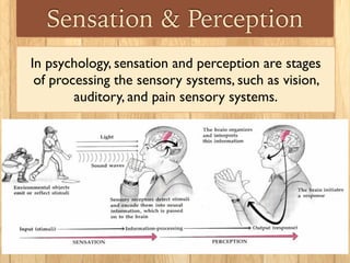 Sensation And Perception